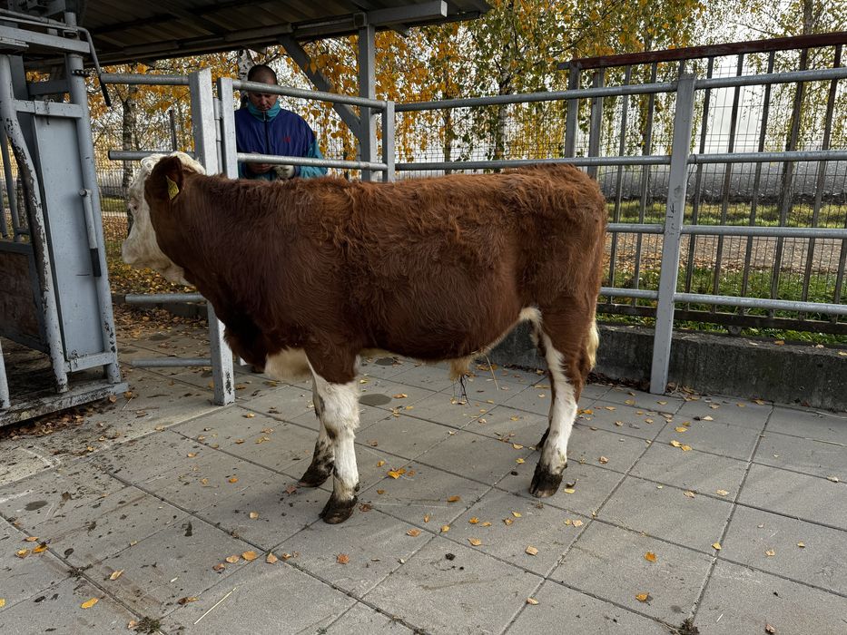 Taurasi Baltata Romaneasca cu certificat zootechnic Lupeni • OLX.ro