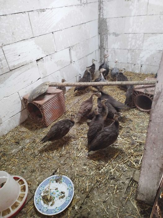 Pui Brahma , Fazan,Pauni Ploiesti • OLX.ro