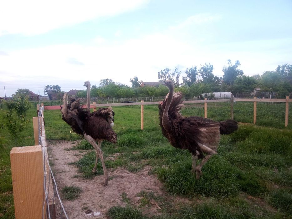 Vând struti africani Arad • OLX.ro