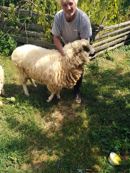 Vind berbec de rasa turcana Baltatesti • OLX.ro
