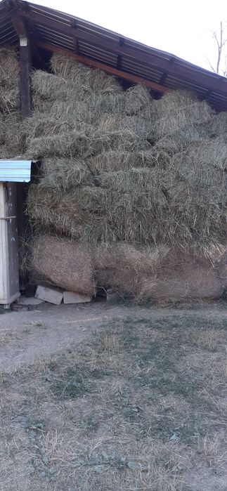 Vind Baloti fîn și paie de griu și de ovaz Brad • OLX.ro