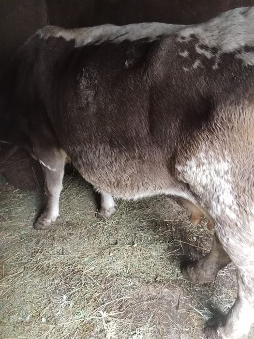 Vand doua vaci de munte Teis • OLX.ro