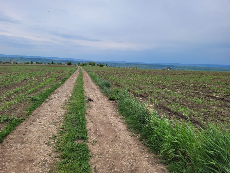 Teren 1100mp intravilan, Rediu - Iași Iasi • OLX.ro