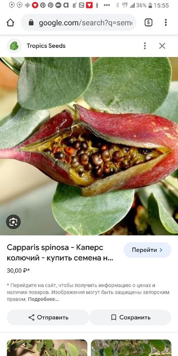 Kovul (kavar, Capparis spinosa) urug'i sotiiladi.: 70 у.е. - Сад ...