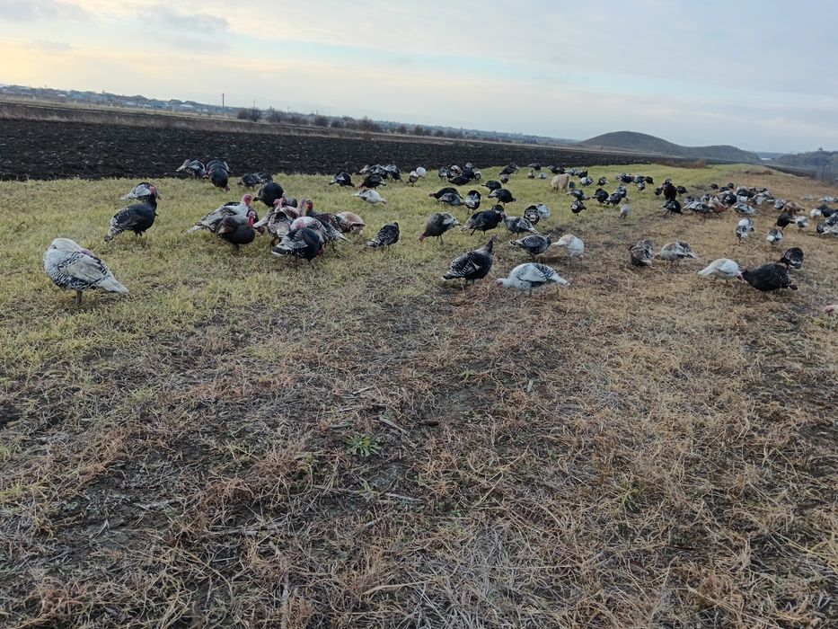 Vând puii de curca românești,curci, cât și curcani,românești ...