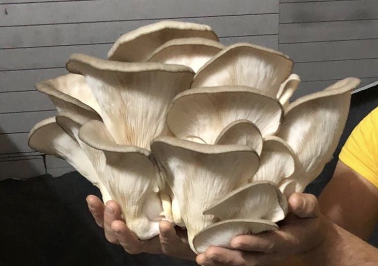 Compost pentru productie ciuperci pleurotus. Avem si miceliu /comanda ...