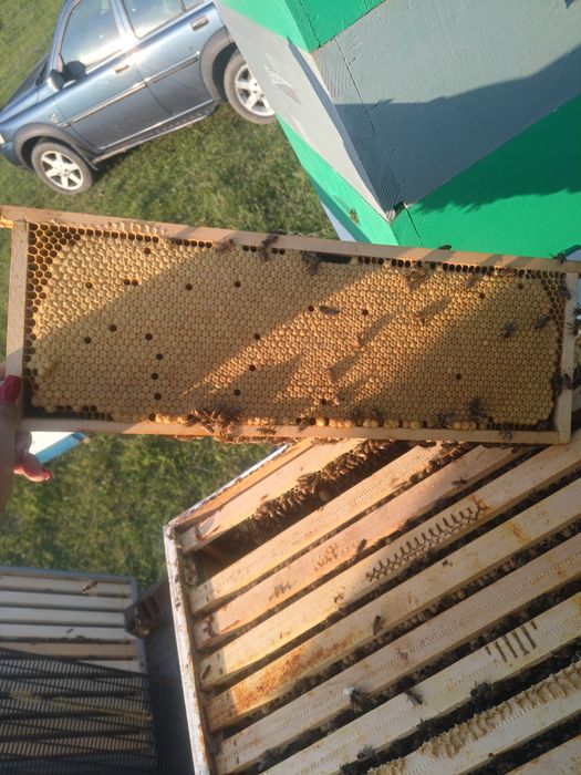 Matci buckfast VSH rezistente la puiet varos, regine, botci, albine al ...