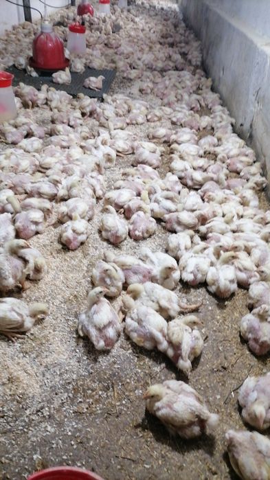 Pui zburati de gaina si dr curca Malureni • OLX.ro