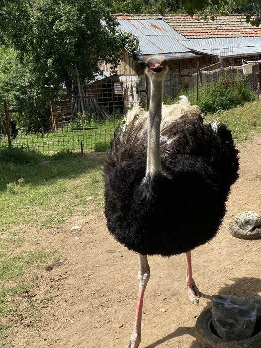 Vand 2 familii reproducatoare de struti Schela • OLX.ro