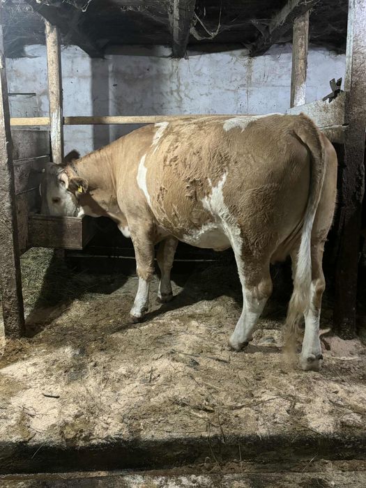 Vand doua vaci de 7 si 3 ani Varfurile • OLX.ro