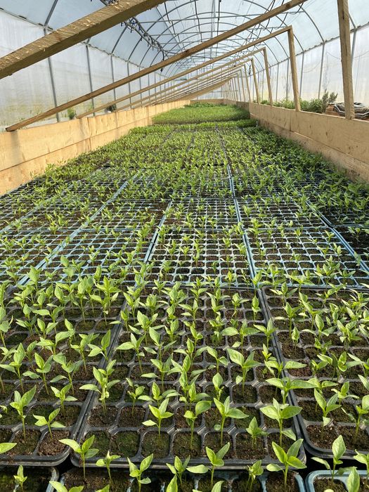 Rasaduri plante solar si camp Tartasesti • OLX.ro