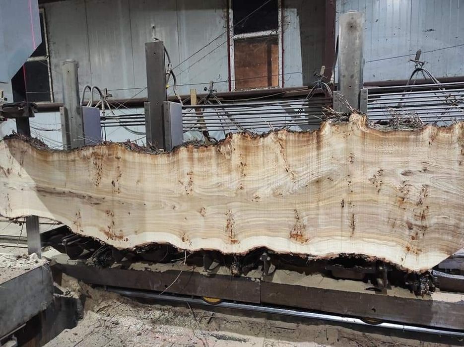 Plop negru bubos- blaturi Ilfov Chitila • OLX.ro