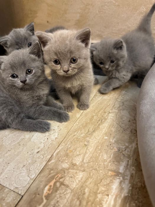 Pisicute British shorthair Apahida • OLX.ro