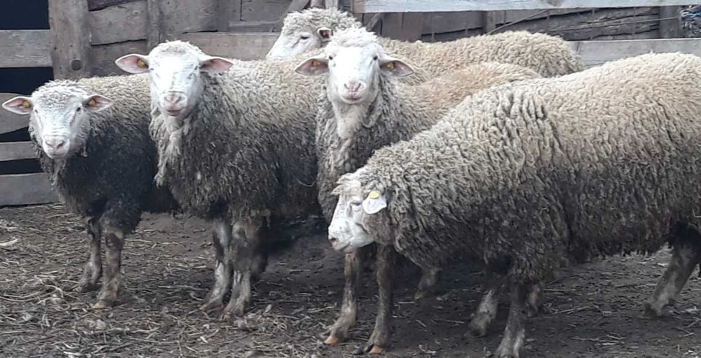 Vand Berbeci tigaie ruginie si Il de France cu certificate de origine ...