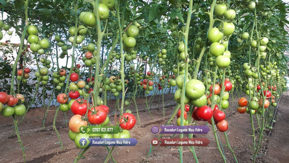Vand Rasad Rosii Ardei Vinete Castraveti Varza | Rasaduri Legume 2025 ...
