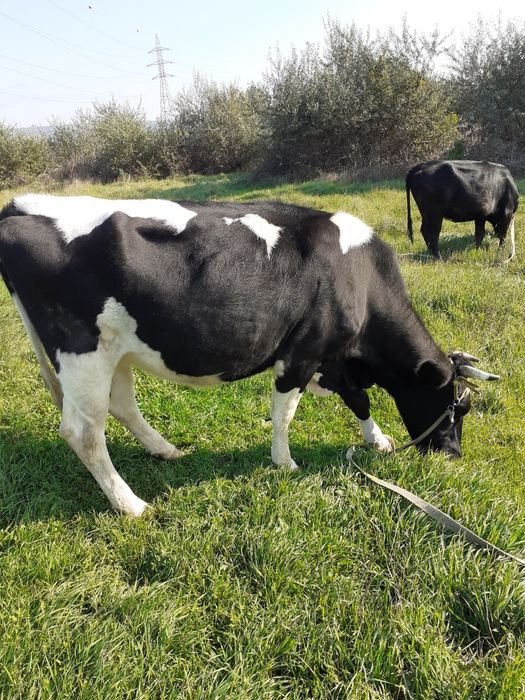 Vaca cu vitel disponibila Vaslui • OLX.ro