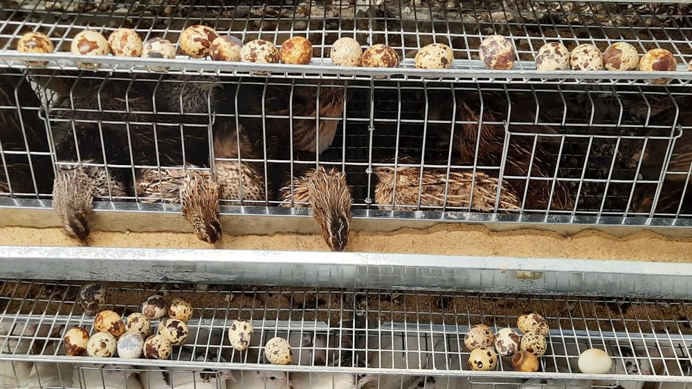 Prepelite tineret japoneze, white (de carne) de la 1 zi- 7 saptamani ...