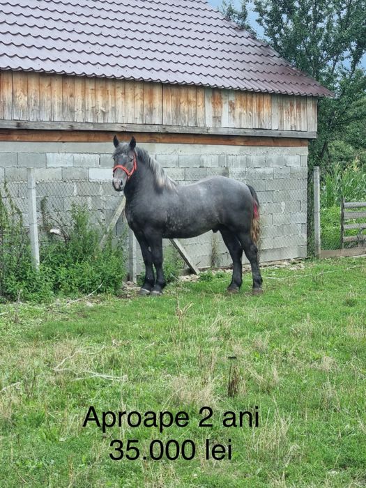 Cai ( se vand caii din imagini, 3 armasari si 2 iepe) Susenii Bargaului • OLX.ro