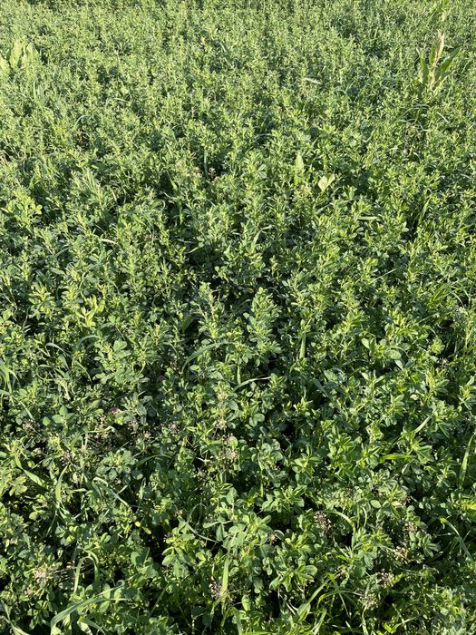 Baloti de Lucerna Ostroveni • OLX.ro