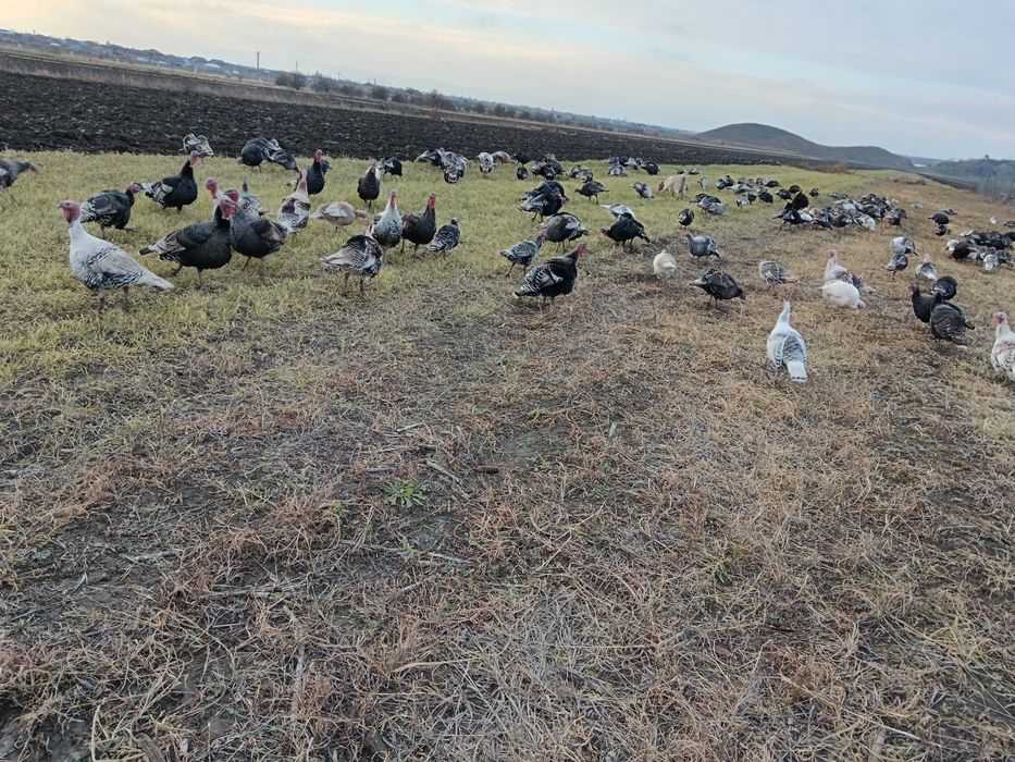 Vând puii de curca românești,curci, cât și curcani,românești ...