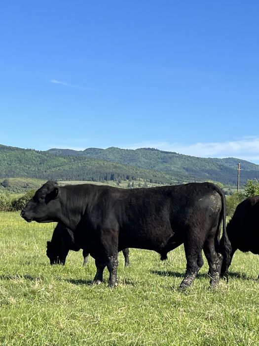 Taur black angus cu certificat de origine Covasna • OLX.ro