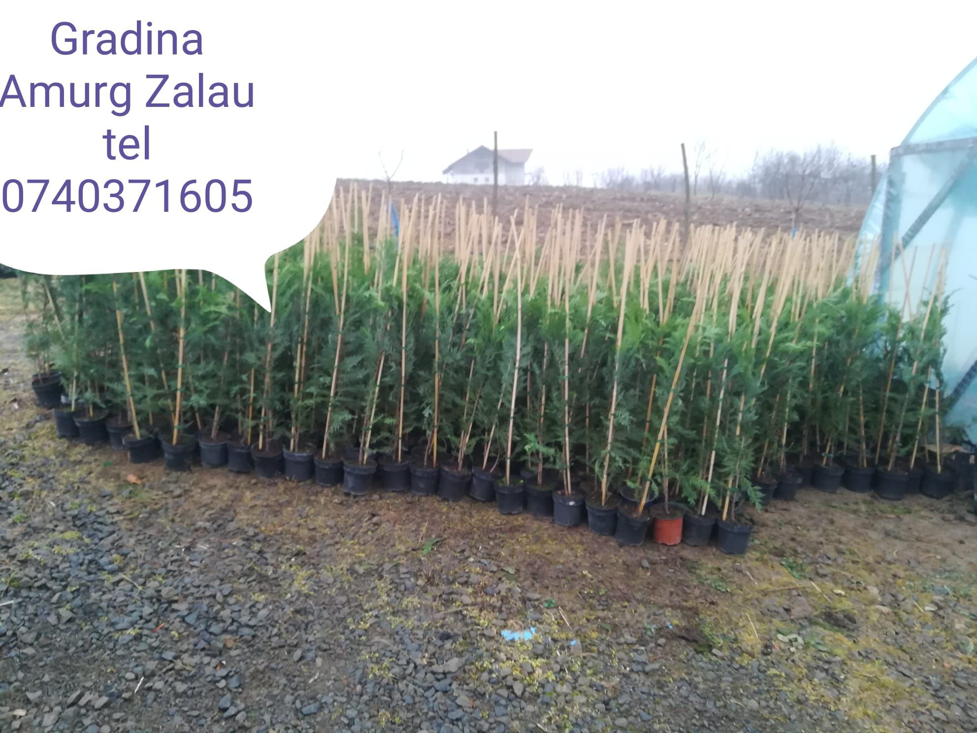 Chiparos gard viu Leylandii Cluj-Napoca • OLX.ro Chiparos gard viu Leylandii Cluj-Napoca • OLX.ro