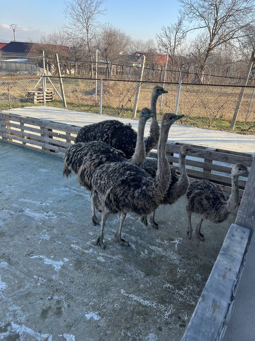 Pui de strut 3-6 luni Osebiti • OLX.ro