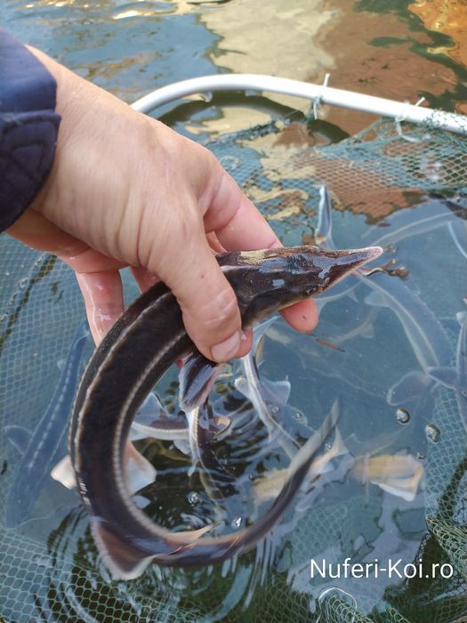 Sturioni (cega alba si normala, nisetru si nisetru siberiam). Turda ...