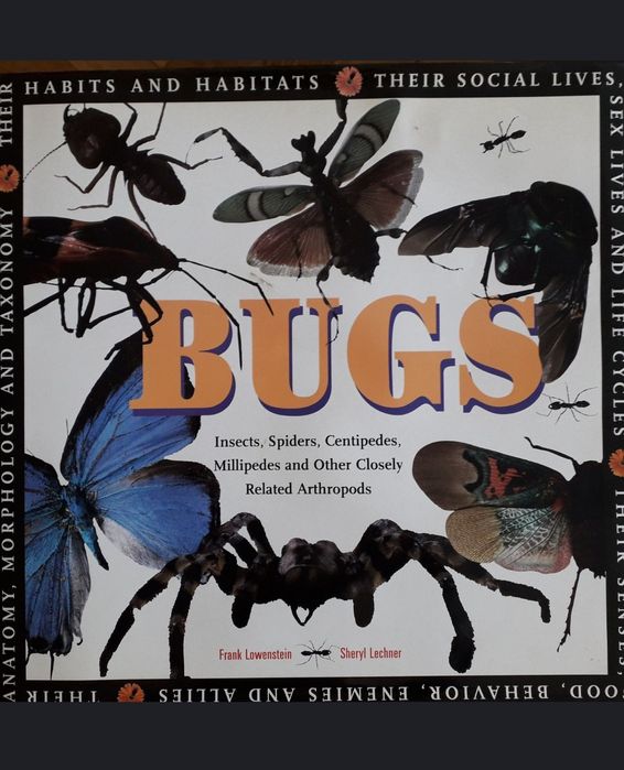 Album despre Insecte, pentru copii, Bugs Brasov • OLX.ro