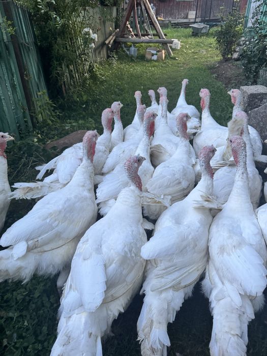 De vanzare Curcani de carne si Rațe de carne Vatra Dornei • OLX.ro