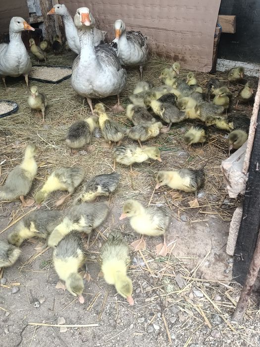 Boboci de gâscă de casă Tileagd • OLX.ro