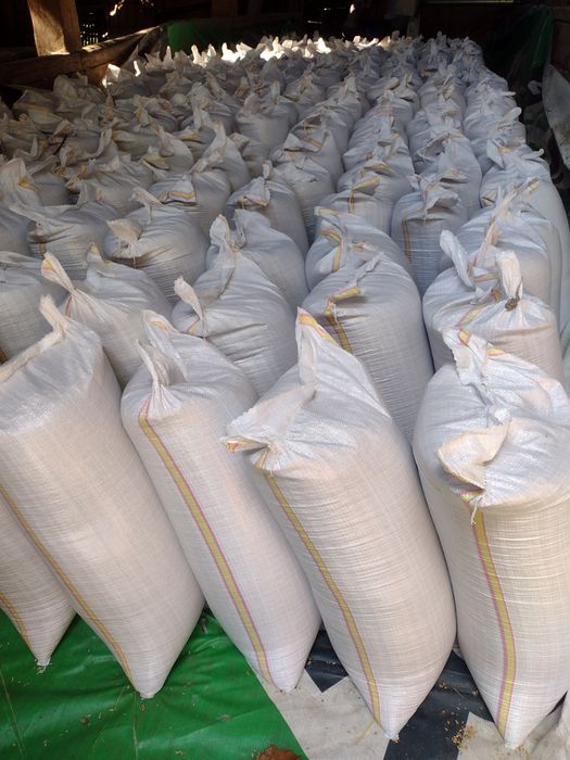 Porumb boabe la sac 1 leu pe kg Brasov • OLX.ro