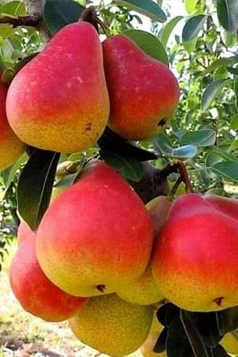 Pomi Fructiferi Columnari soiuri de par Maracineni • OLX.ro