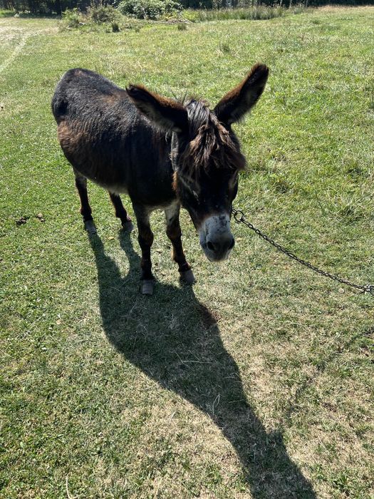 Donez magar, raspunde la numele de Chirpici Nucsoara • OLX.ro