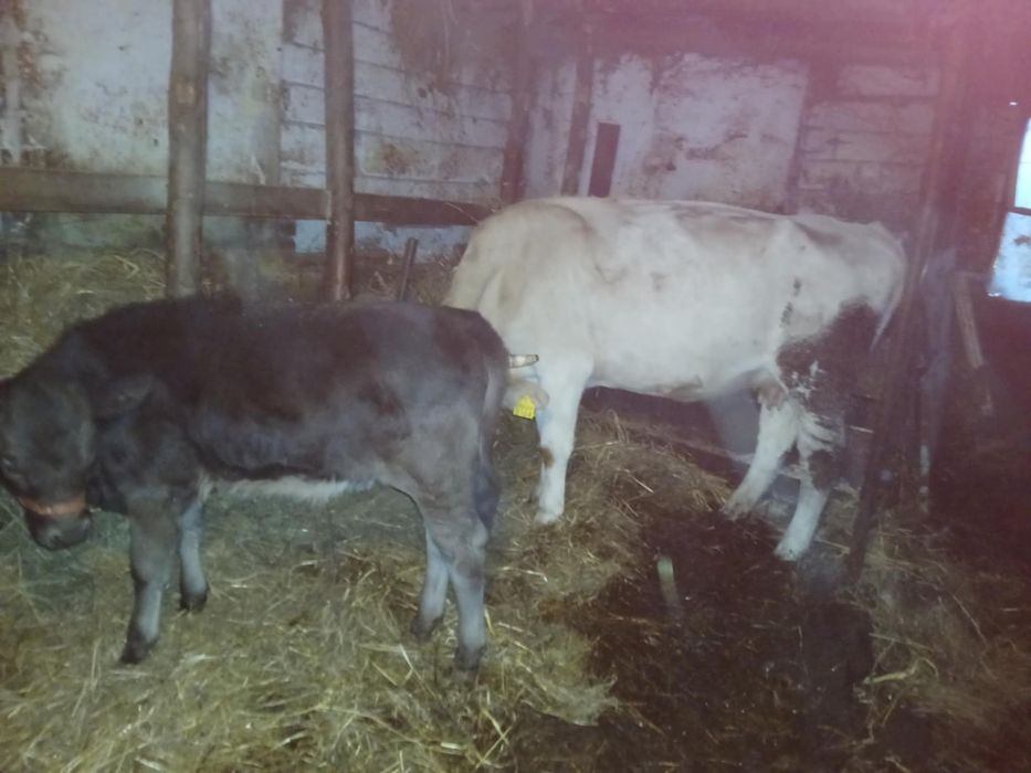 Vind juninca de doi ani jumate cu vitea de carne de doua luni blinda Copalnic-Manastur • OLX.ro