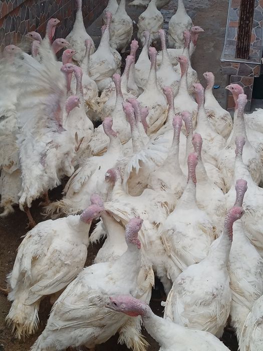 Pui albi,colorati,puicute ,boboci de rata și curcani Dragasani • OLX.ro