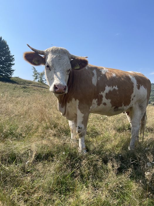 Juninca baltata romaneasca, gestanta in luna a6-a Idicel-Padure • OLX.ro