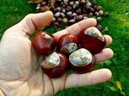 Castane salbatice ,naturale,ecologice, din toamna anului 2023,12lei/kg ...