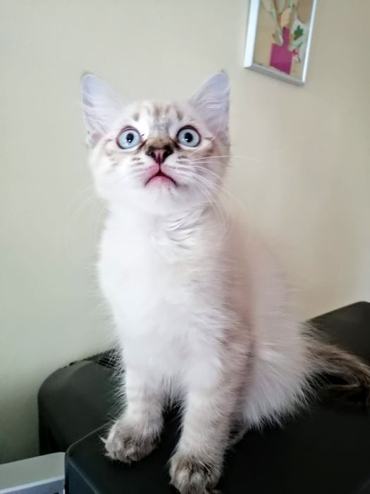 Pisoi Ragdoll superbi Bucuresti Sectorul 5 • OLX.ro