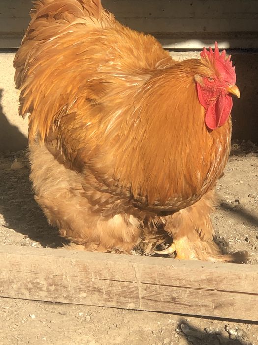Vănd pui cochinchina uriaș galben și cocoș mare Pitesti • OLX.ro