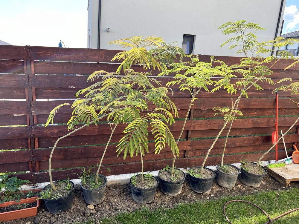 Arbusti Ornamentali Gradina Albizia Ombrella Sau Arborele De Matase Valea Lupului • Olxro