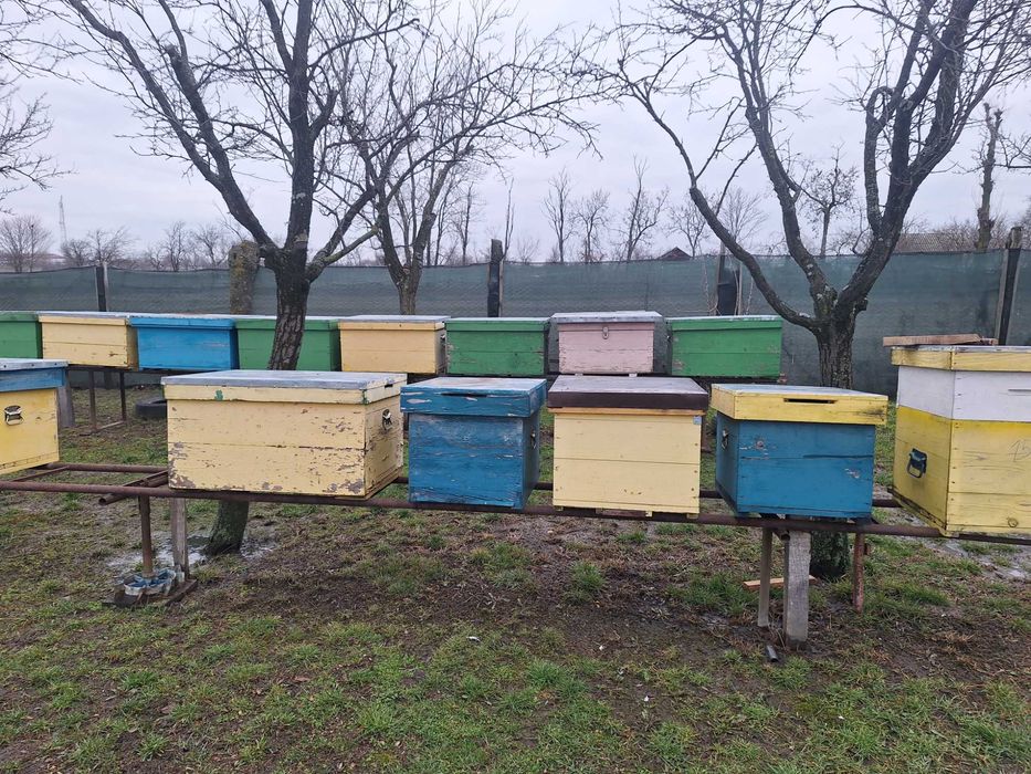 Cutii stupi de vanzare Barla • OLX.ro