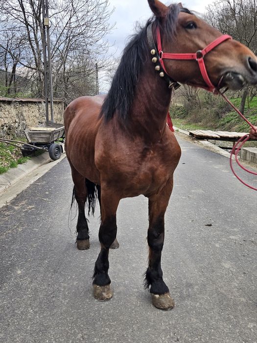 Mânz (cal castrat) de 2,5 ani- garantat la lemne si la căruță! Cricau ...
