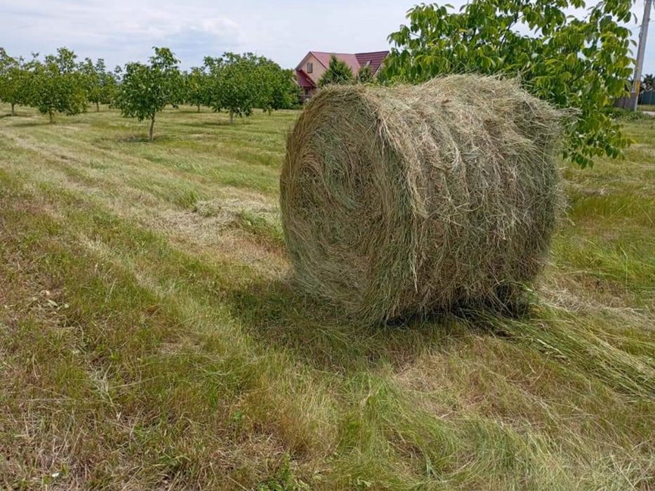 Baloti de fân rotunzi Agnita • OLX.ro