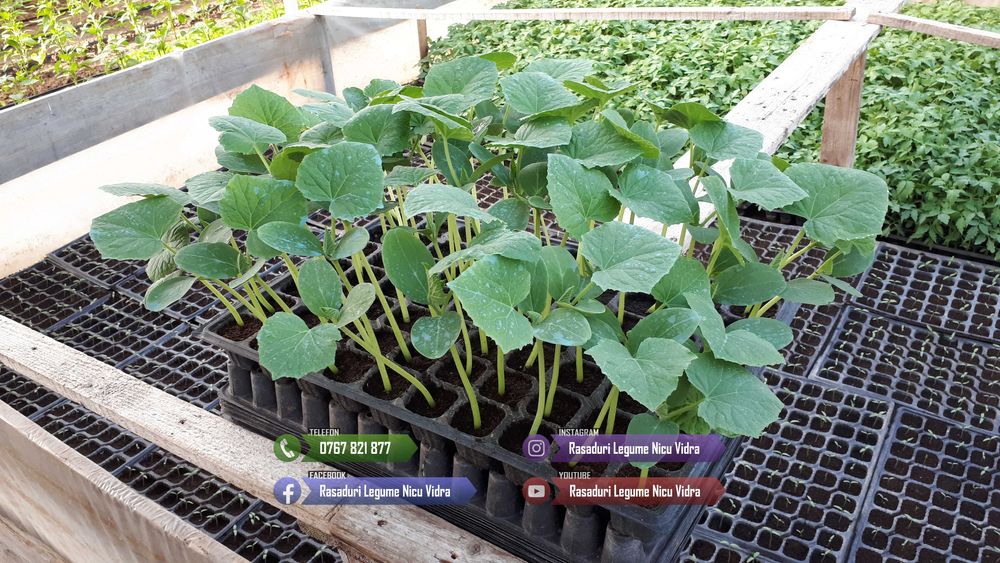 Rasaduri legume : Rasad de rosii ardei castraveti vinete salata varza ...