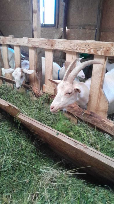 Vand 15 capre din rasa Saanen, 9 iedute 2024 si un tap Anglo-Nubian Voinesti • OLX.ro