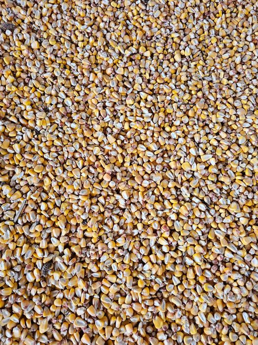 Porumb grau floarea soarelui furaje Sebes • OLX.ro