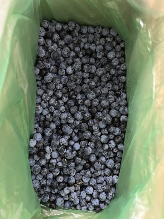 Porumbe fructe de padure Moara Vlasiei • OLX.ro