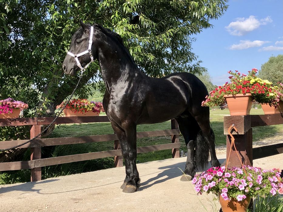 Armasar friesian Top Friz Frizian Brasov • OLX.ro