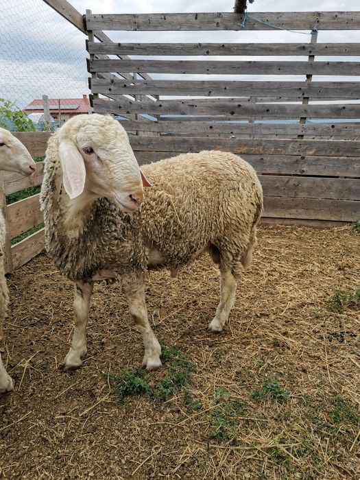 Capra alpina franceza cu 2 iezi o iada din 2024 si un berbec rasa assa Cugir • OLX.ro